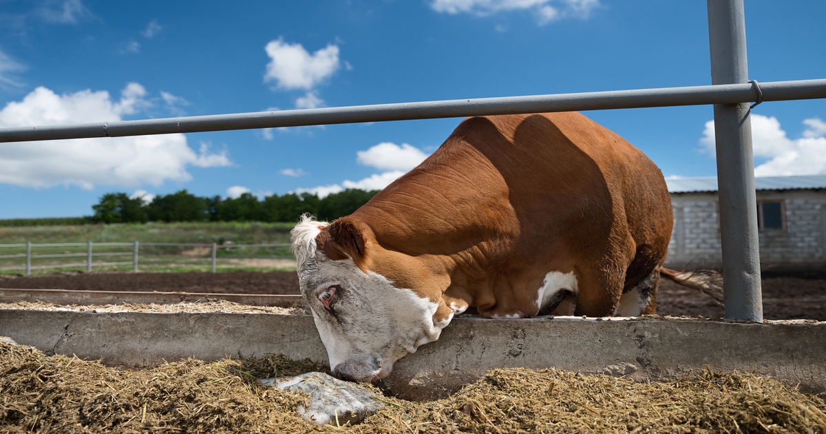 How does salt intake impact beef cattle on low-quality forages?