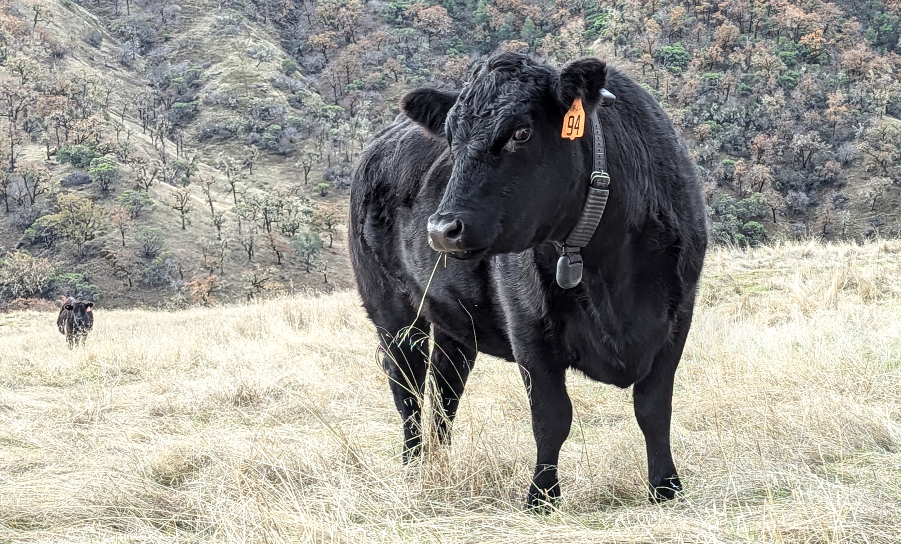 Fact Sheet: Poisonous Plants For Cattle