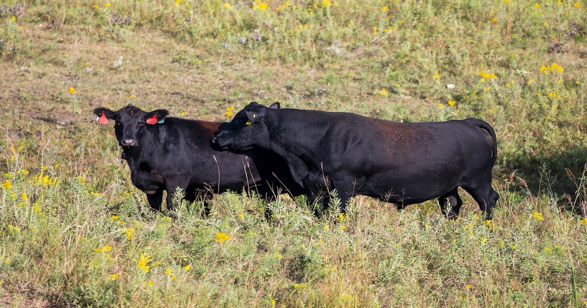 Deciding when to remove the bulls from the breeding pastures