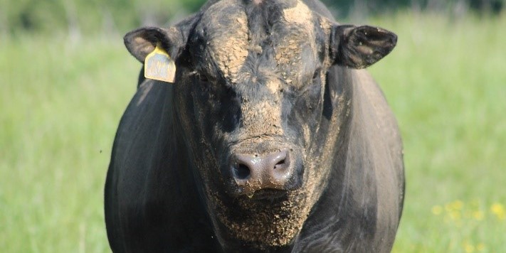 Cattle Pricing recent news | Beef Magazine