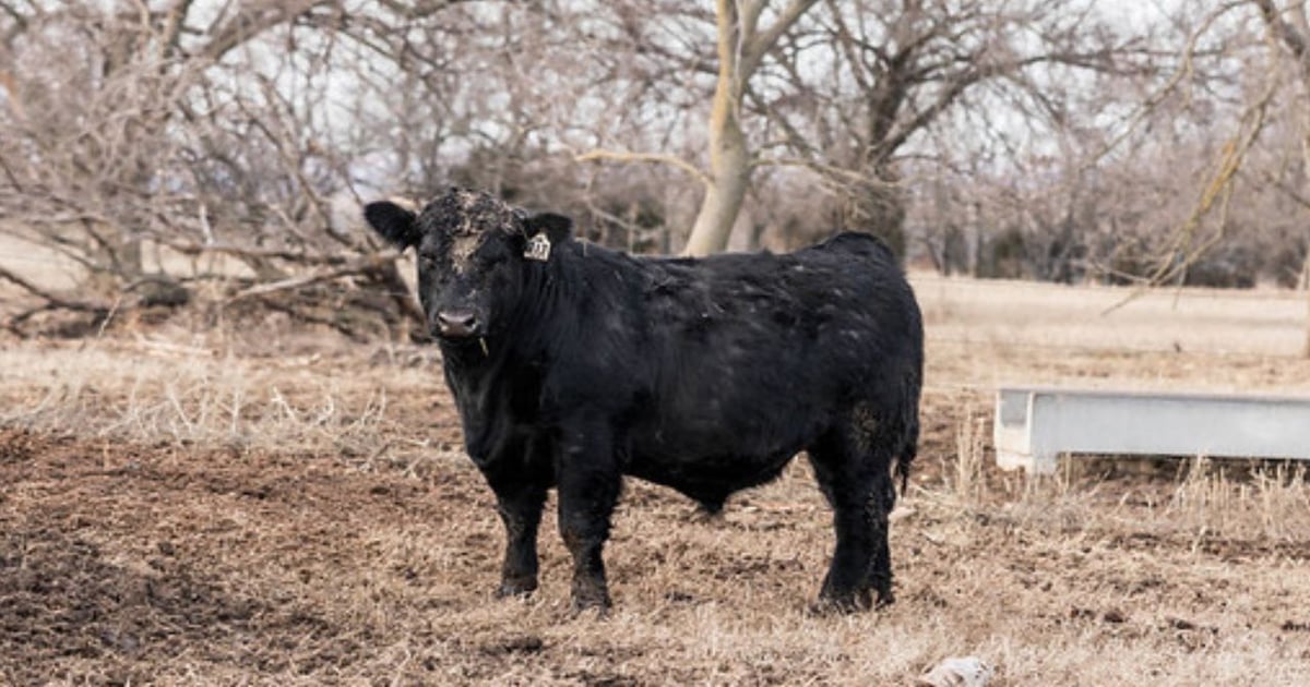 Understanding bull fertility beyond an exam
