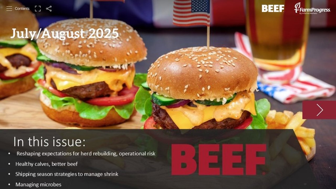 Diagnosing & Treating Hoof Cracks In Beef Cattle | Cattle Disease