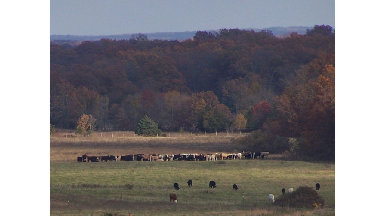Cattle and forage management for grazing success