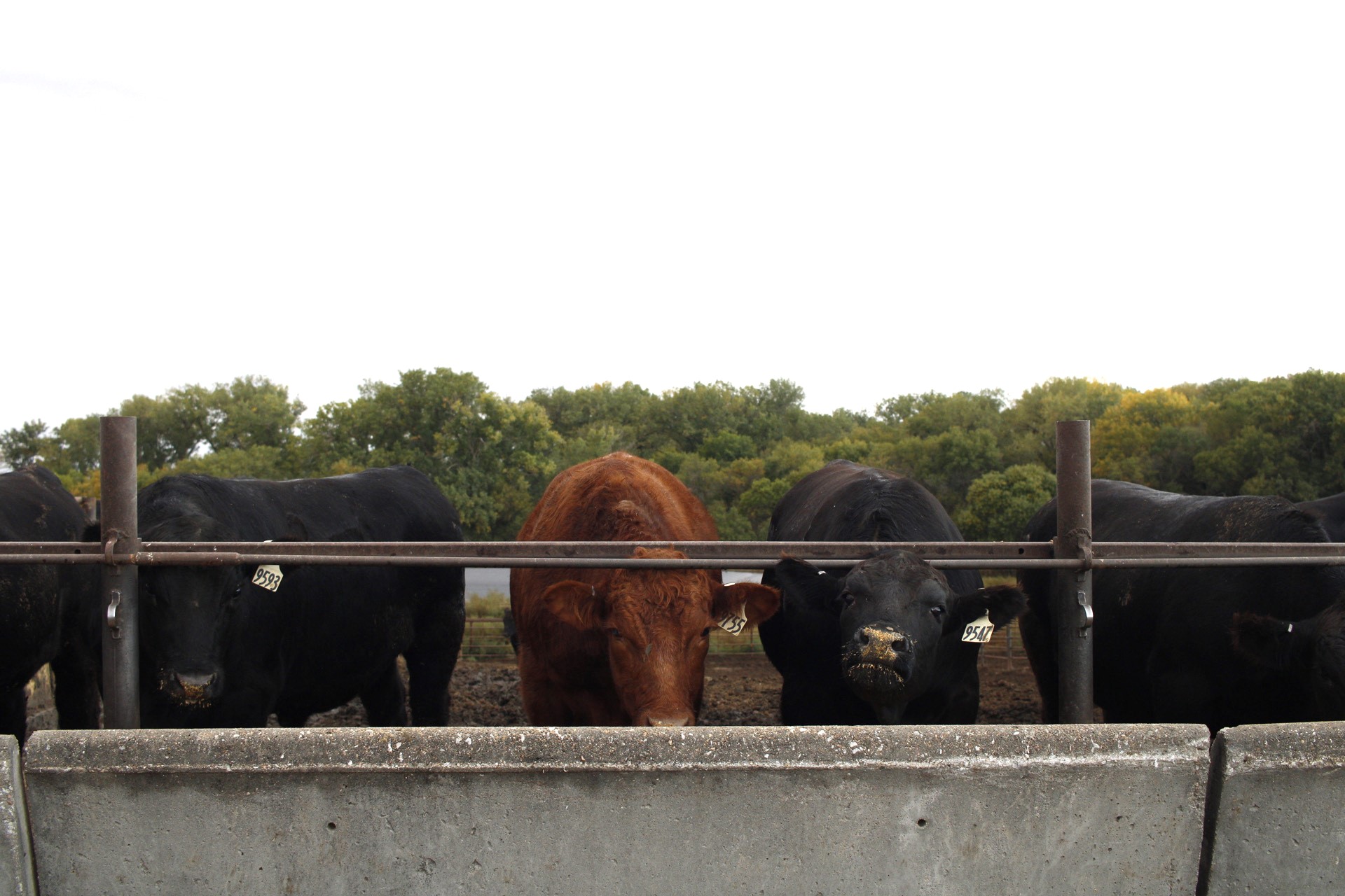 Feedlots recent news | Beef Magazine
