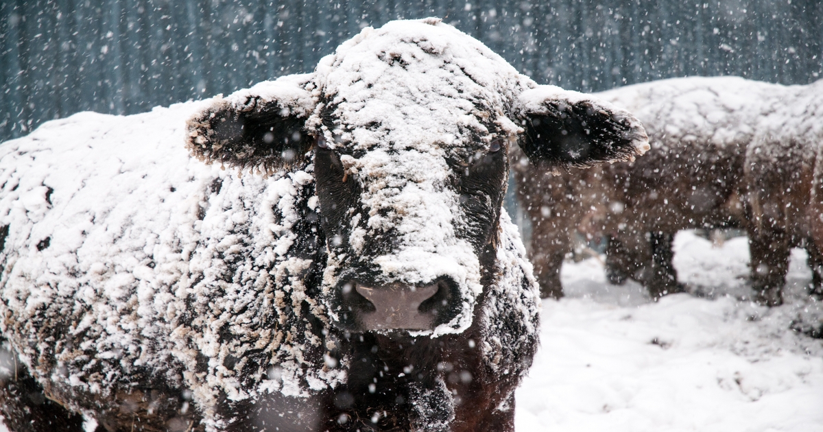 For cattle, how low can temps go?