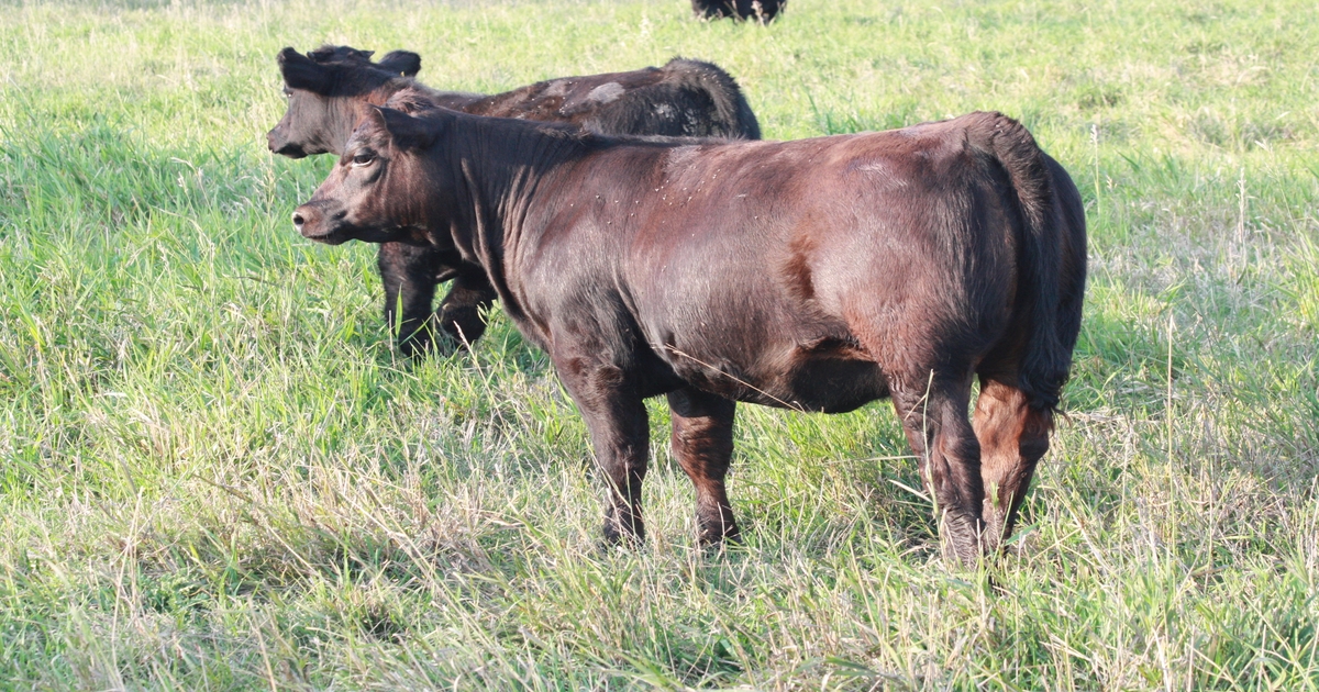5 tips for pasture management success