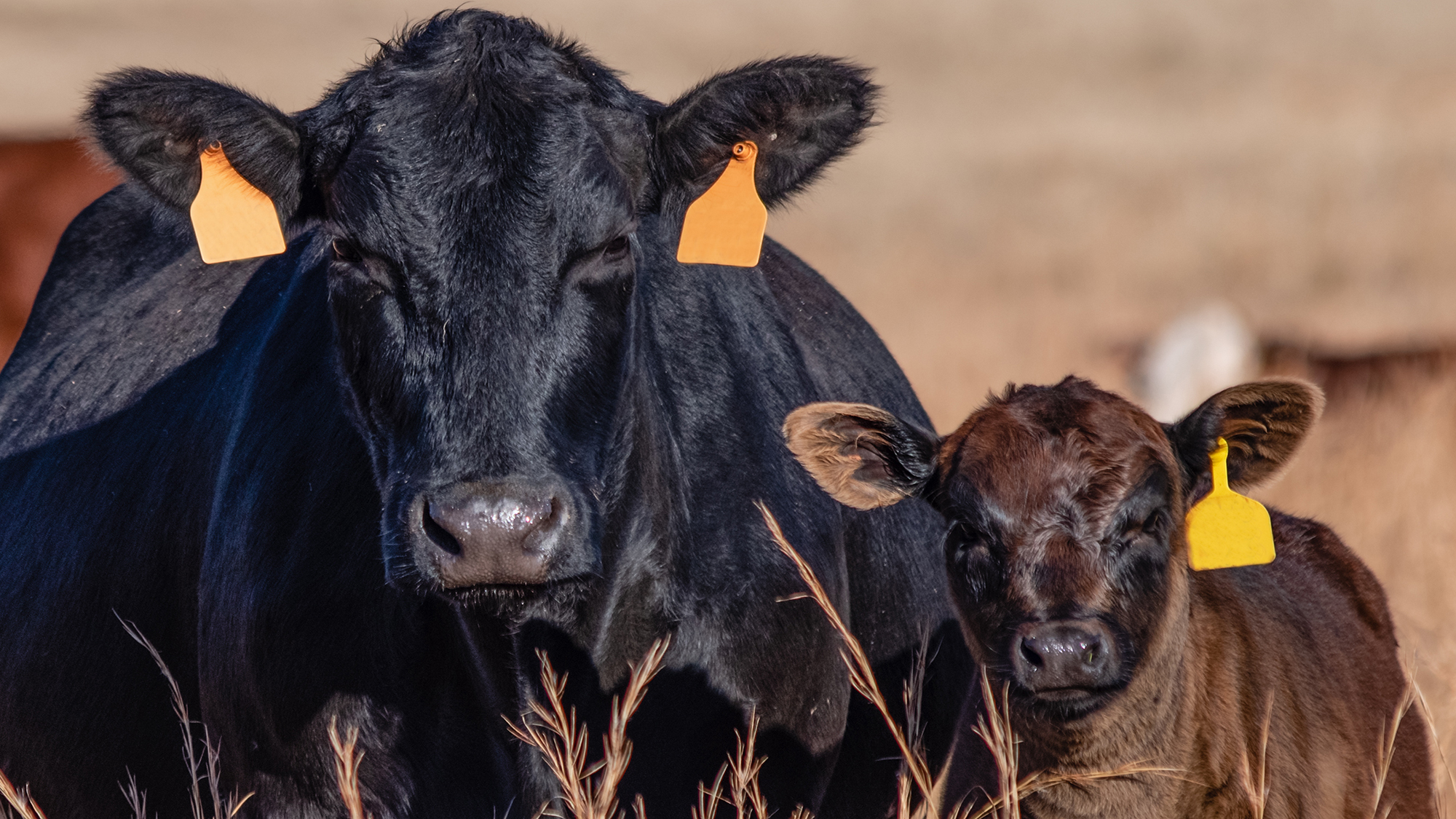 Cow-Calf Operation recent news | Beef Magazine