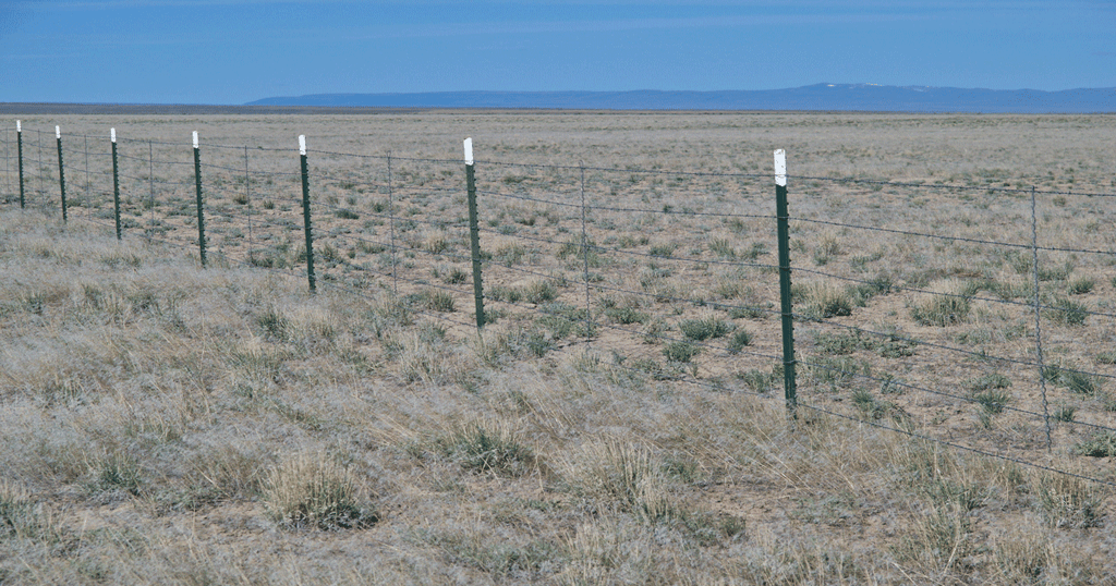 Got cheatgrass? Here's how to kill it and get your pastures back