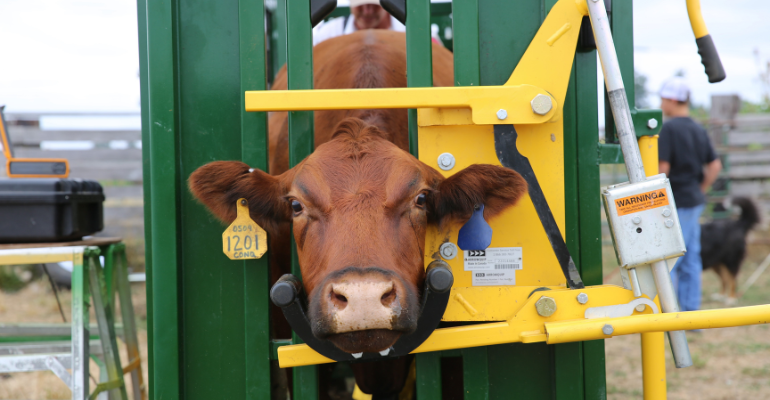 Your ultimate cattle chute buying guide