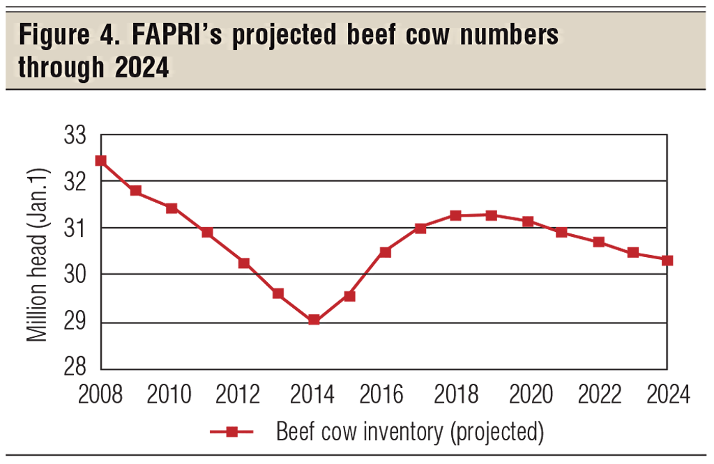 Is the cattle cycle back?