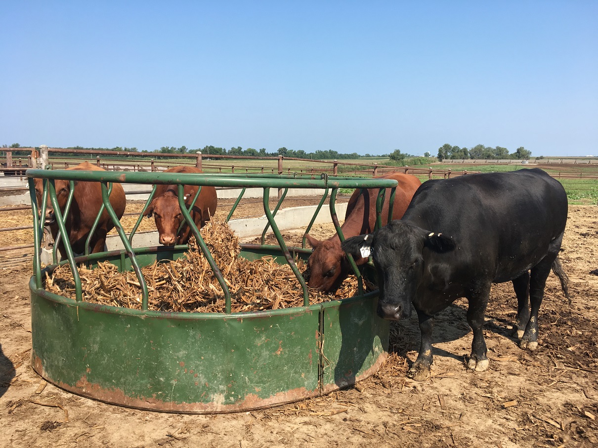 Can feeding corn residue in a round bale feeder meet cow needs?