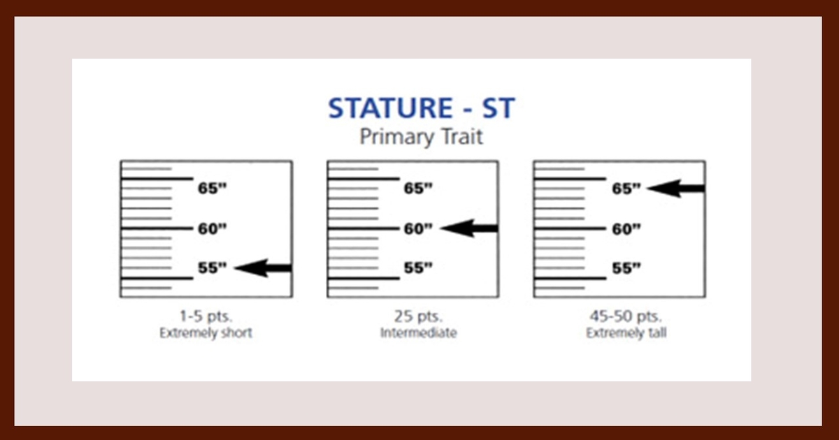 Holstein Association revises linear scale for Stature