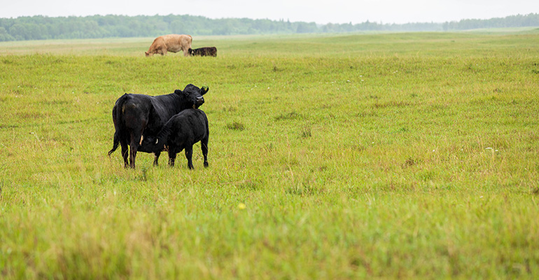 Flax and balancing fatty acids in the diet for cattle performance