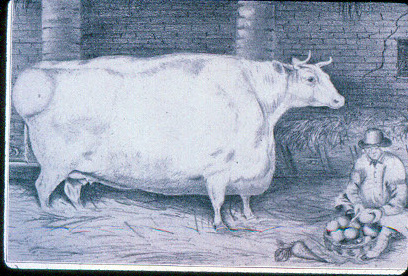 What makes the perfect cow?