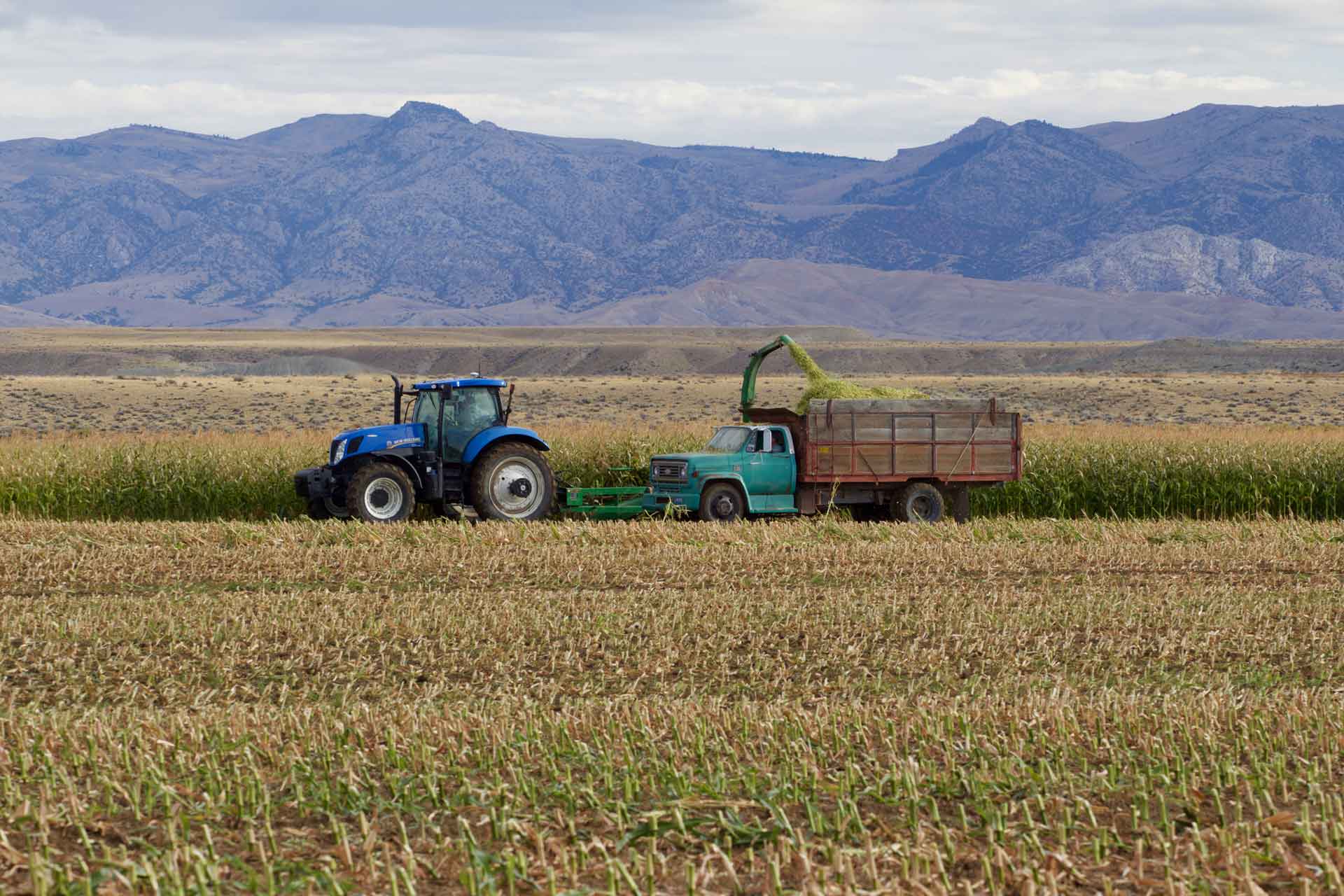 Harvest corn silage at the right moisture