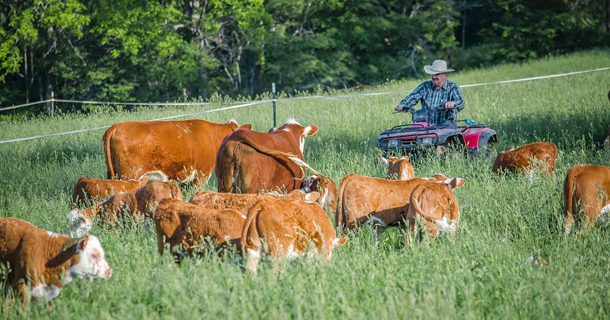 The national beef quality audit shows achievements, challenges