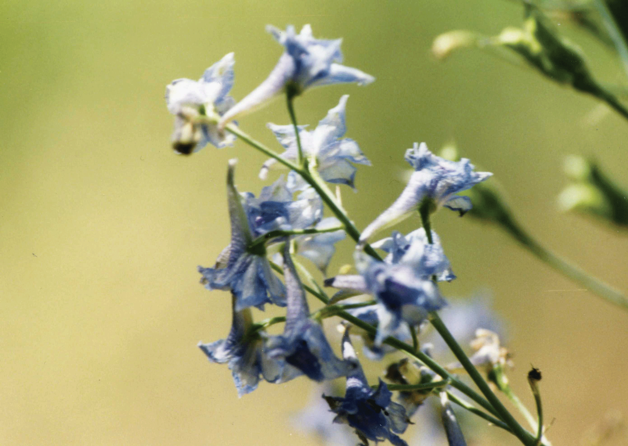 Fact Sheet: Poisonous Plants For Cattle