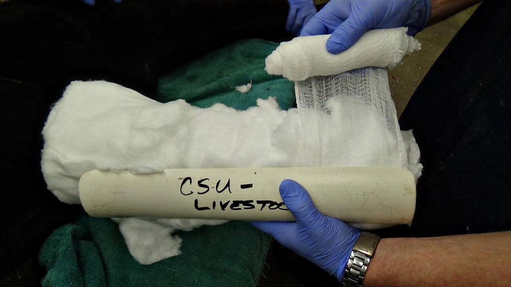 How to treat leg fractures in young calves