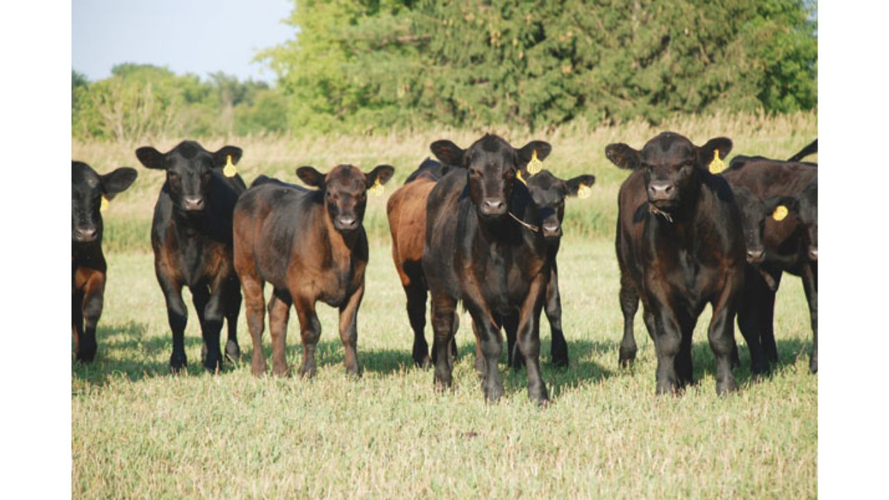 Calving recent news | Beef Magazine