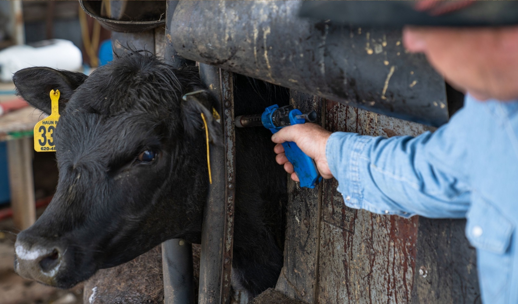 Best Practices for Receiving High-Risk Cattle