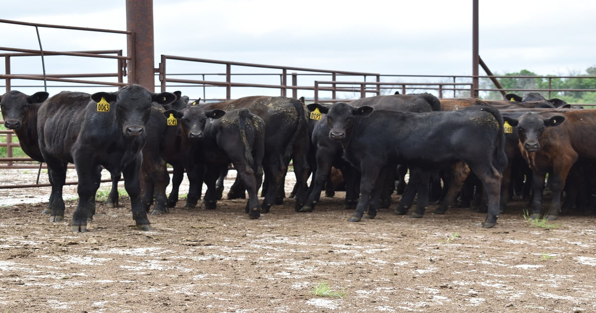 Health management of early weaned beef calves