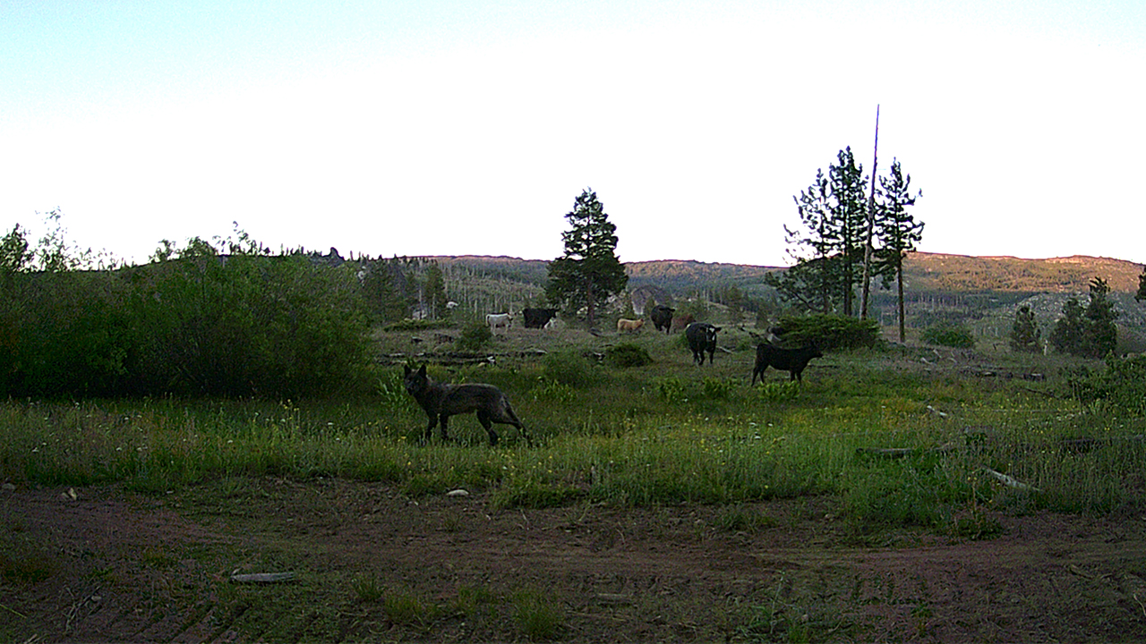 What is the cost to cattle ranchers of an expanding wolf population?