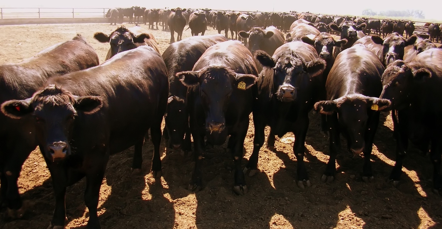 Be vigilant to catch foot rot early