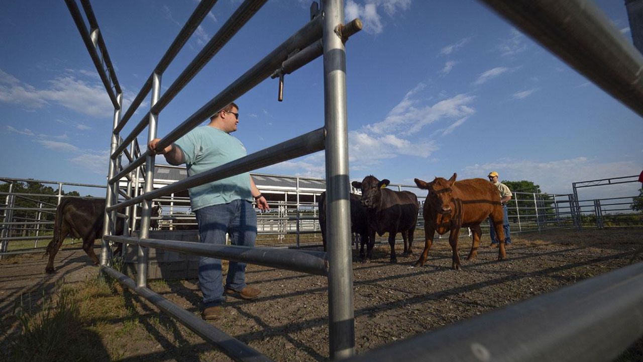 Be Aware Of Rabies' Warning Signs In Cattle | Cattle Disease, Livestock ...
