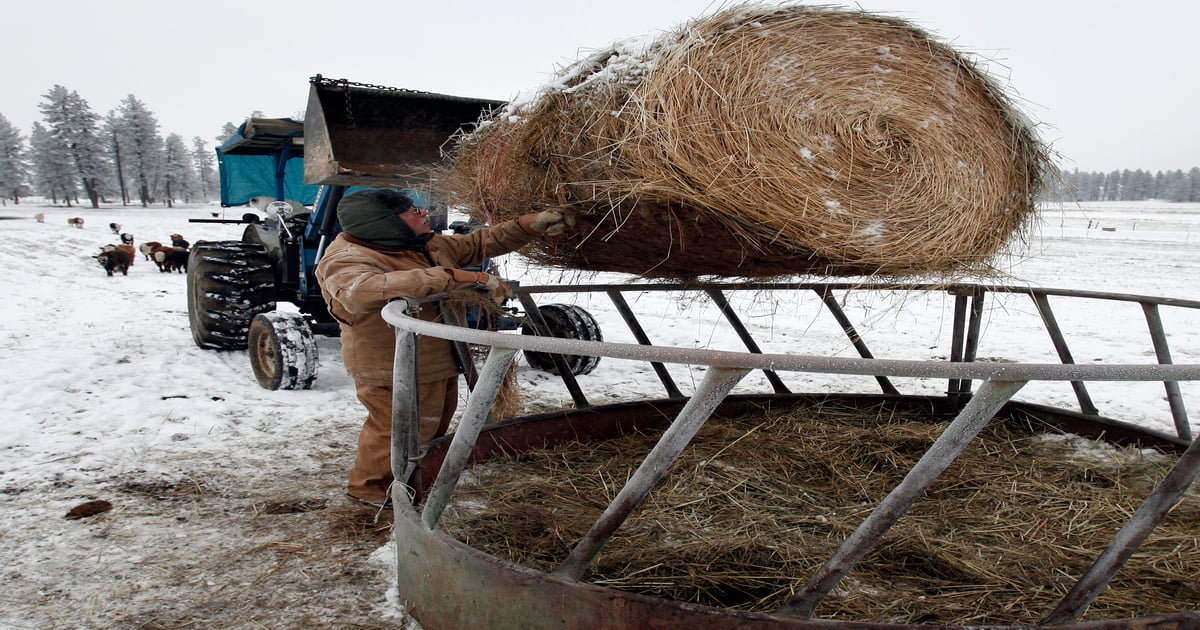 Black clouds, black hay: What has the weather wrought?
