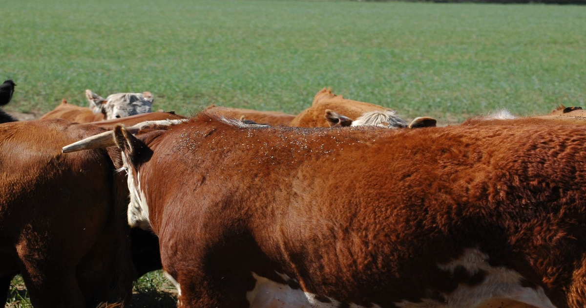 Remember these keys for successful fly control