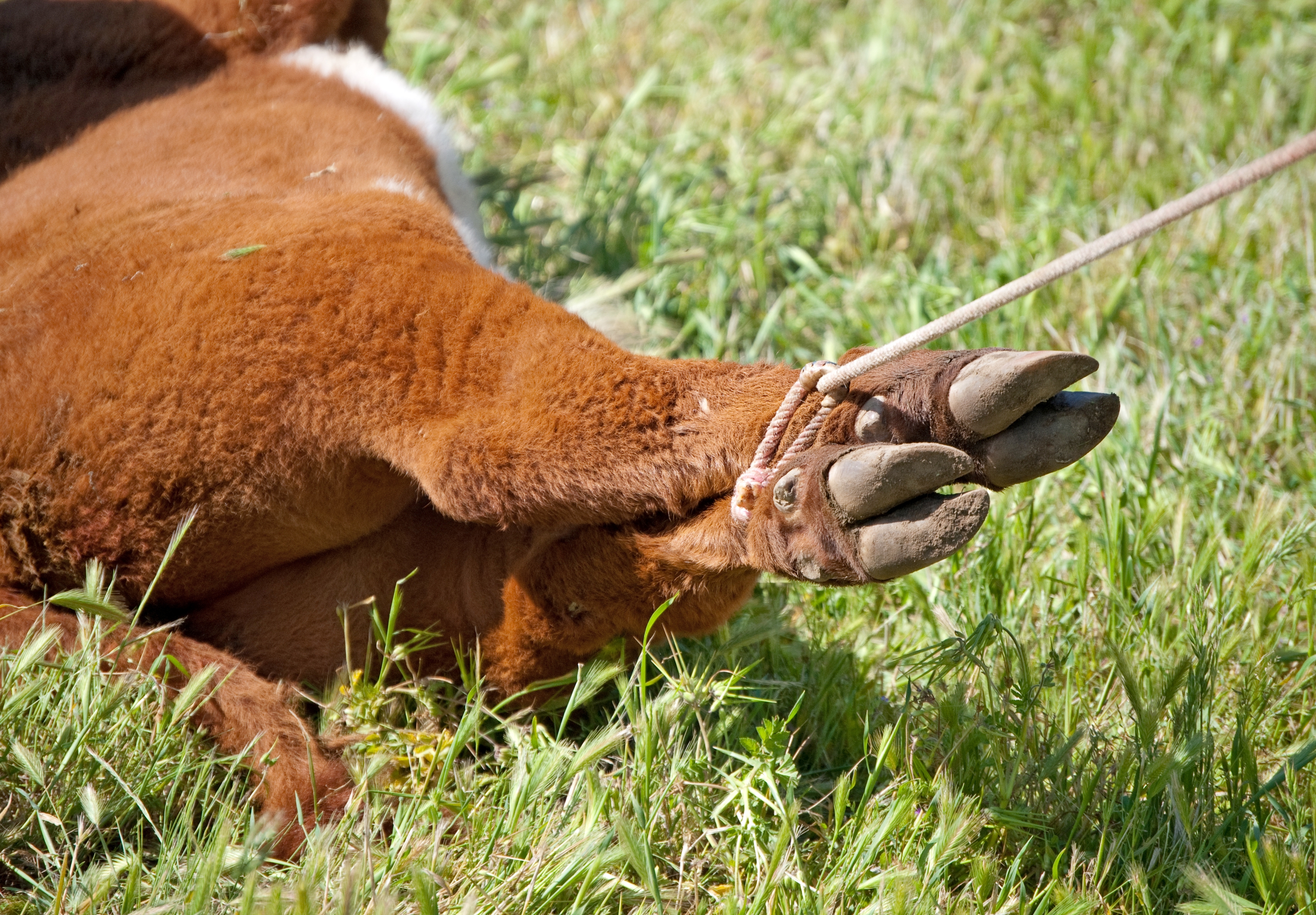 Best practices for calf processing and branding