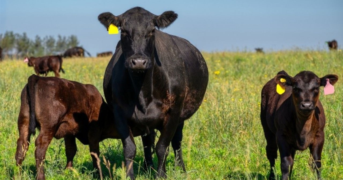 Prefeedlot respiratory vaccination improves cattle health and growth ...
