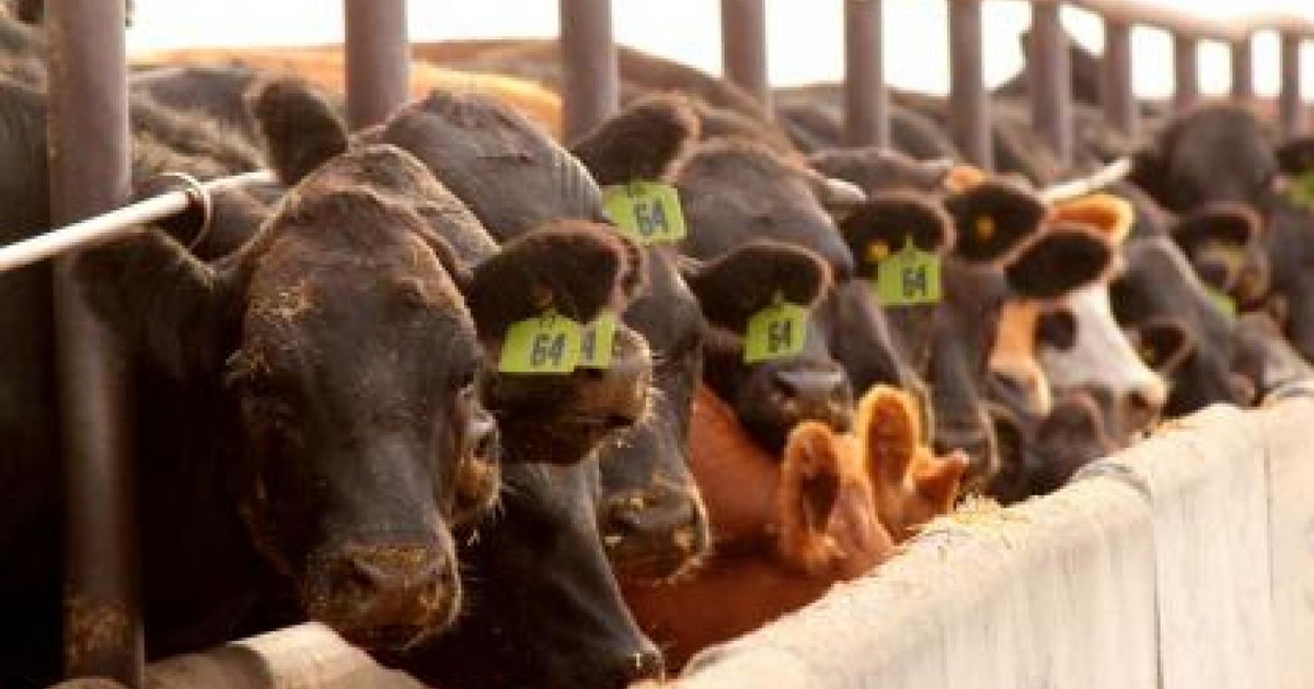 USDA reports show reduced cattle numbers now and later