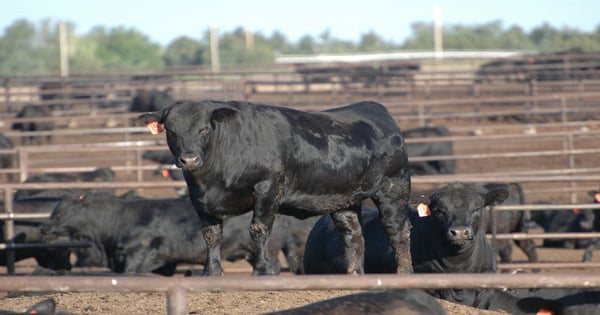 August Cattle Placements 3% Lower
