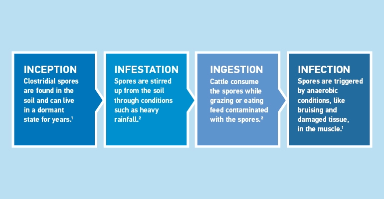 Is blackleg a threat lurking on your beef cattle operation?