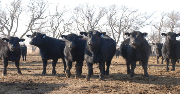 Turning common heifer development logic on its head