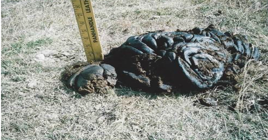 Use “cow-pie-ology” to monitor your herd’s nutritional status | Beef ...