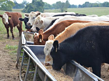 New edition of NRC for beef cattle now available | Beef Magazine