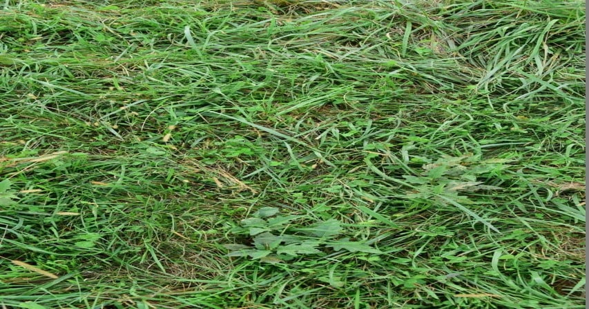 New pasture herbicide submitted to EPA for approval