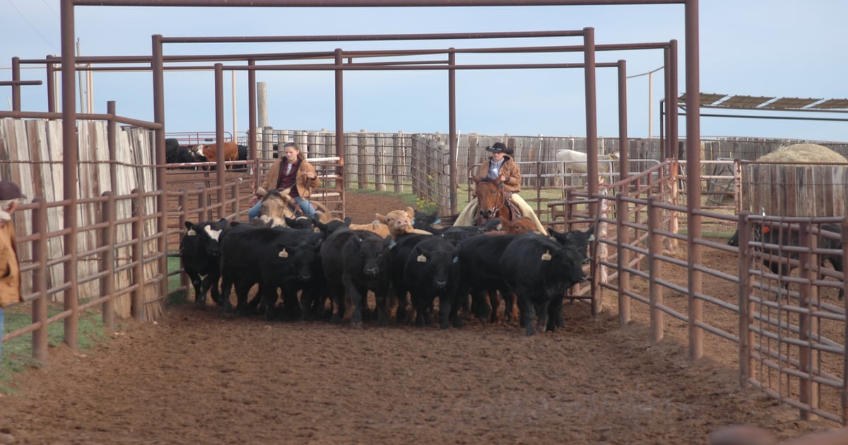 More tips on cattle handling