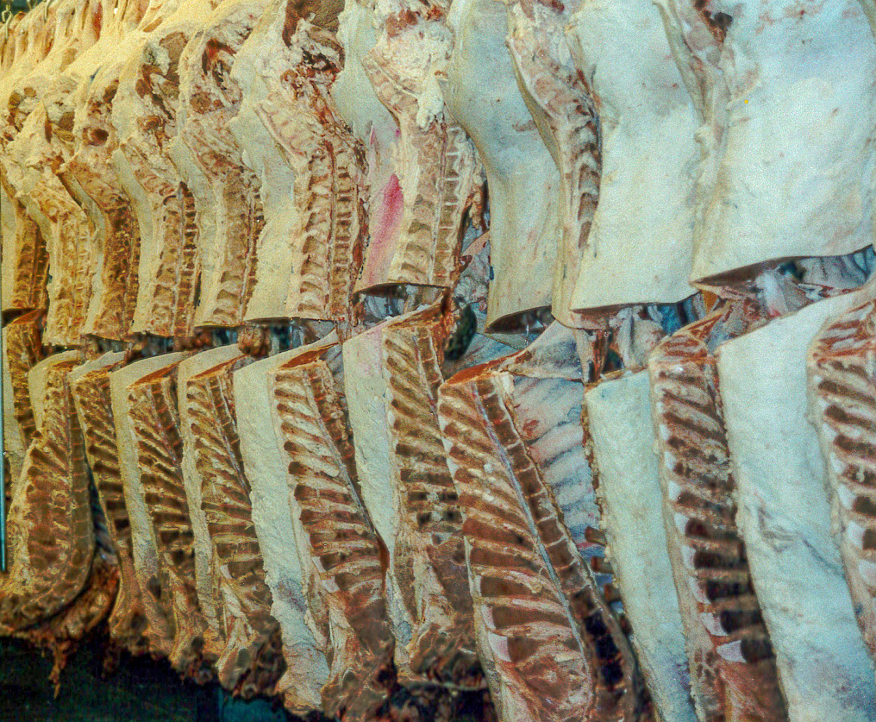 Determining Value of Beef Through Grading