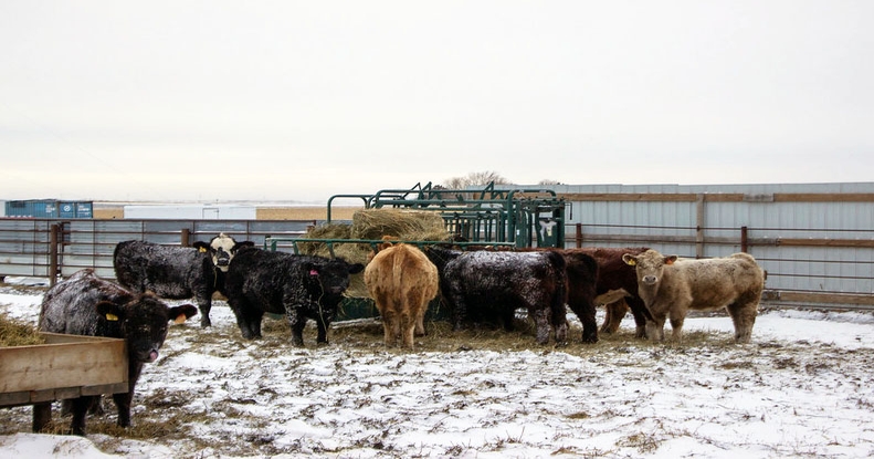 Cattle care tips when the temperature drops well below freezing