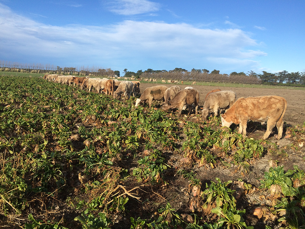 New Zealand grazing systems – Finishing cattle on fodder beet forage
