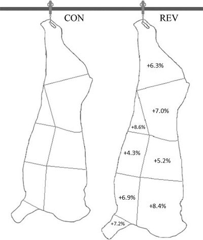 Implanted beef steers show increased carcass yield