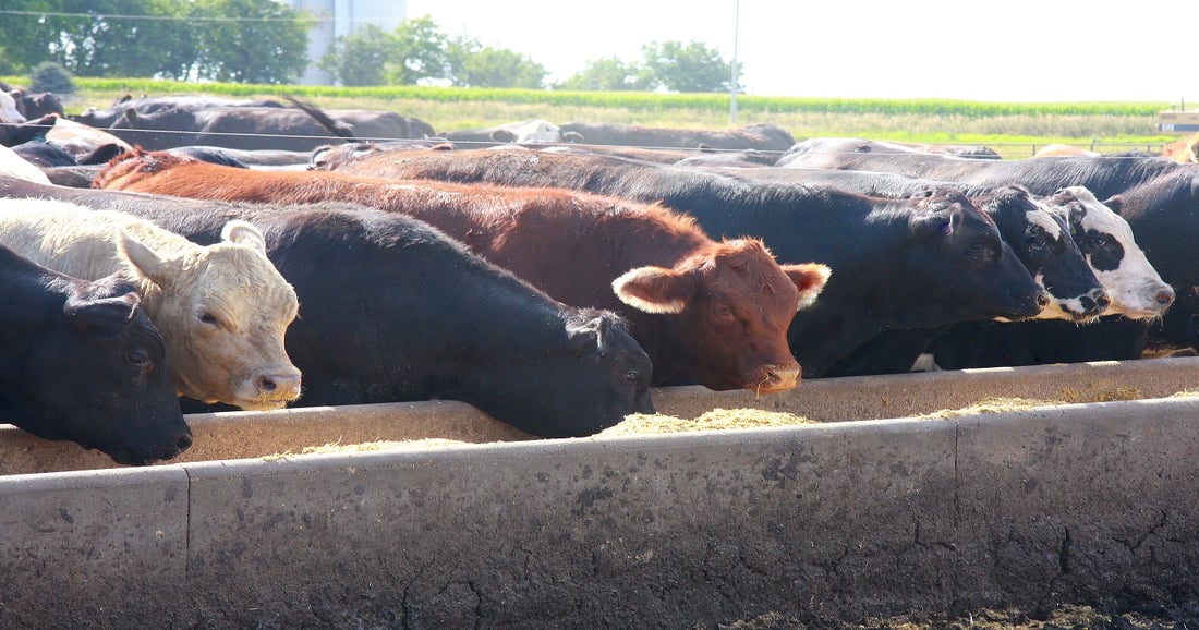 Cattle inventory report shows a little more expansion