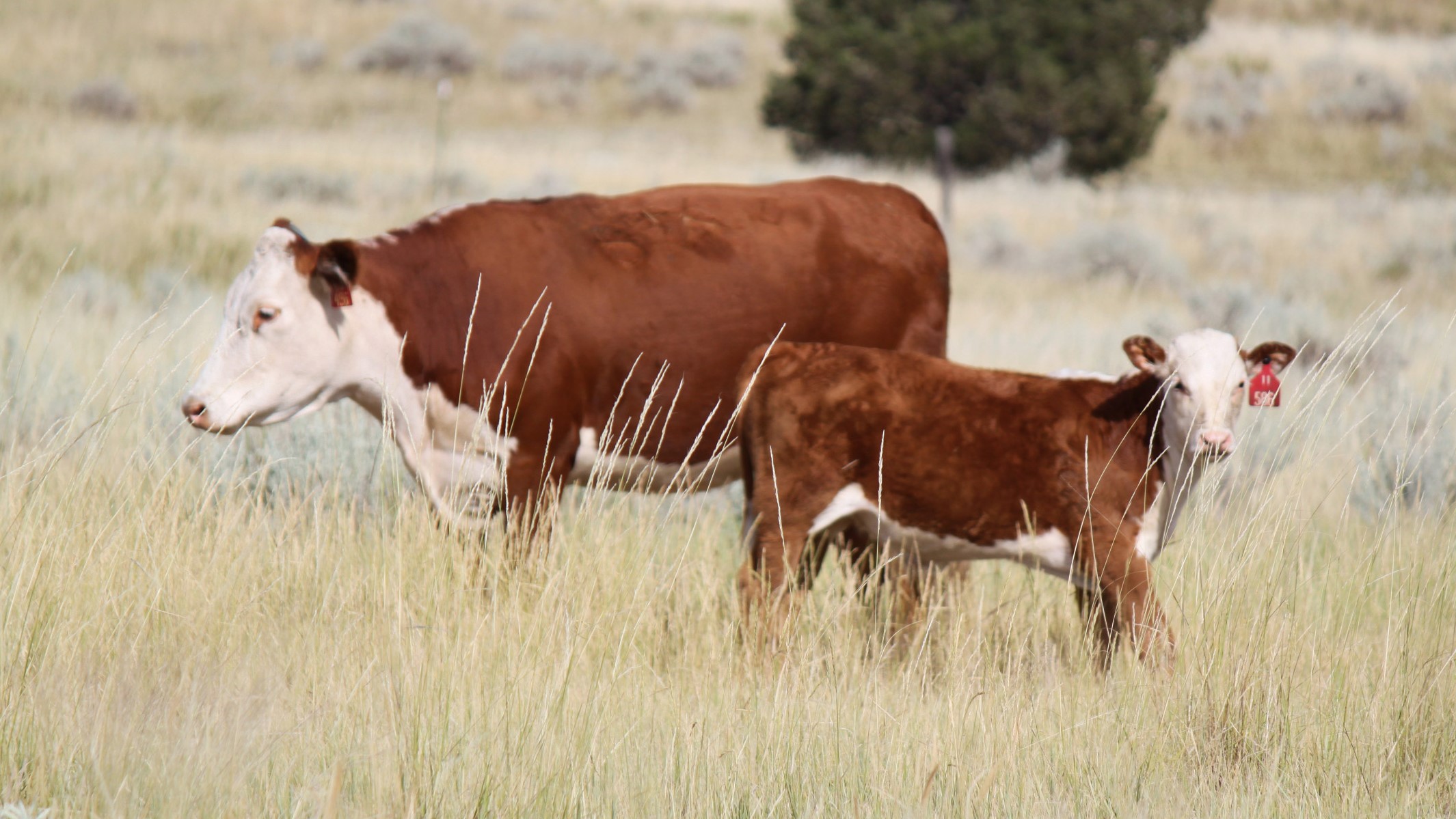 Livestock ovary research could resolve human infertility