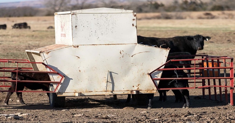 Preconditioning helps calves adjust to weaning, feedlot