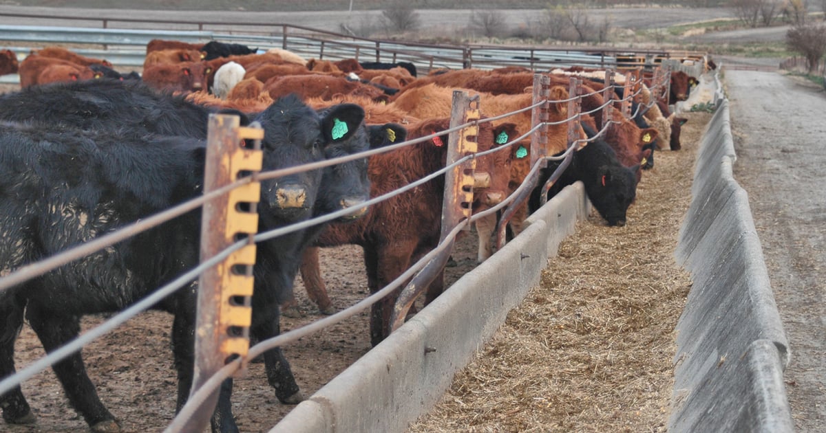 Weigh costs, benefits of preconditioning calves