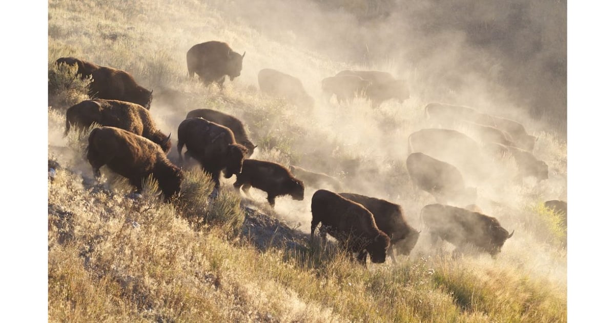 Yellowstone bison again draw fire