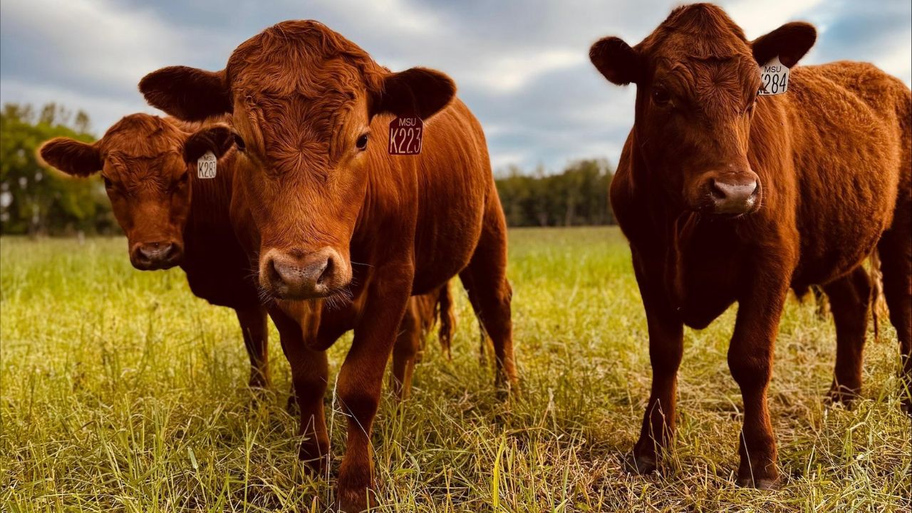 Optimizing health qualities of beef